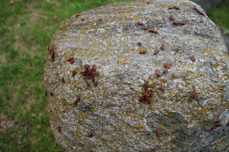 A Granite Stone on Which Beetles Crawl during the Mating Season Stock ...