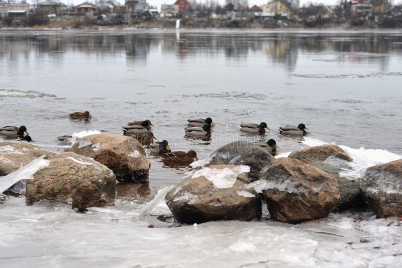 Granite Stones on the River Bank Stock Photo - Image of duck, bird ...