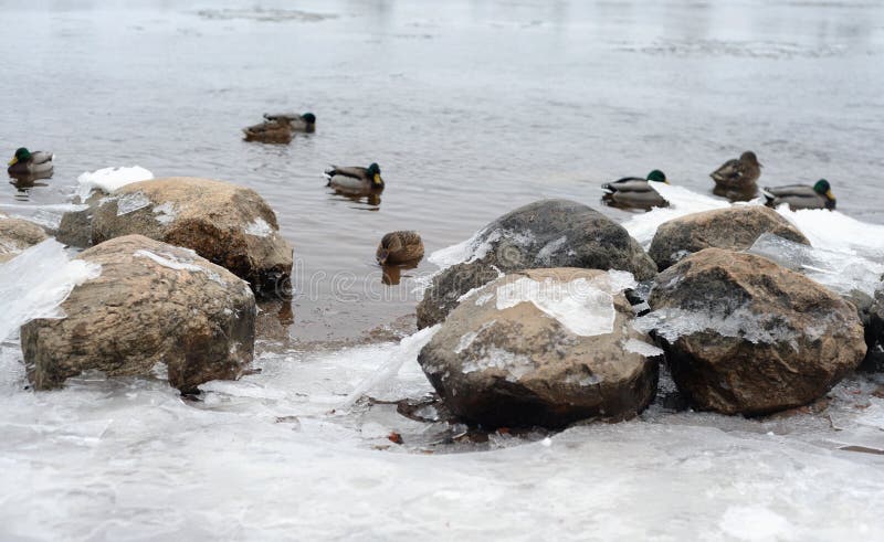Granite Stones on the River Bank Stock Photo - Image of animal, lake ...