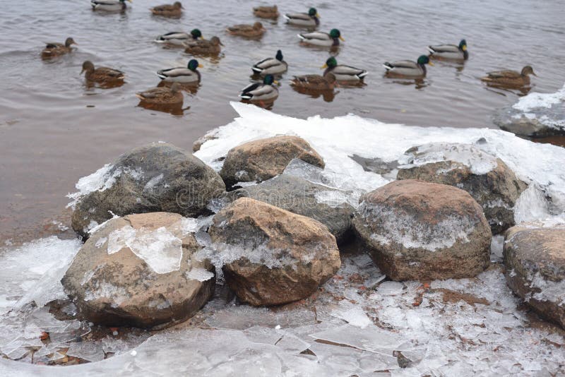 Granite Stones on the River Bank Stock Image - Image of russia, coast ...