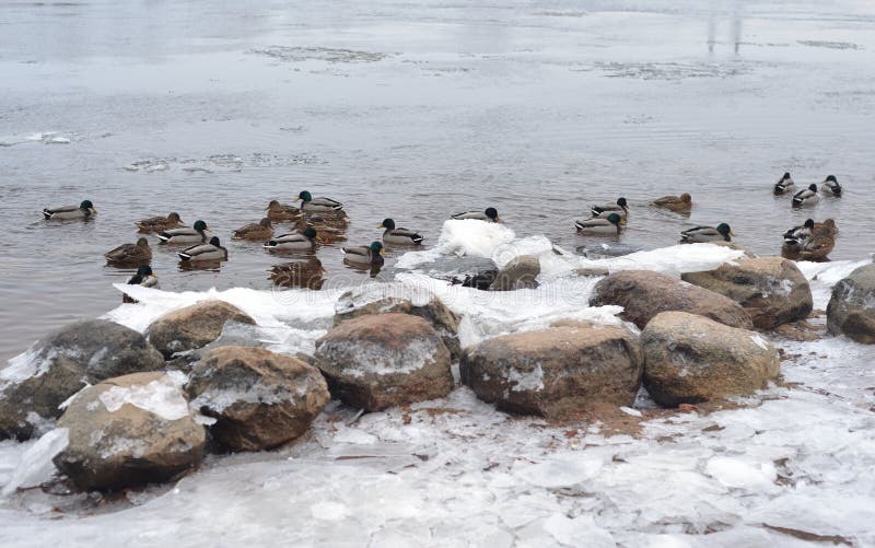 Granite Stones on the River Bank Stock Image - Image of flight, bird ...