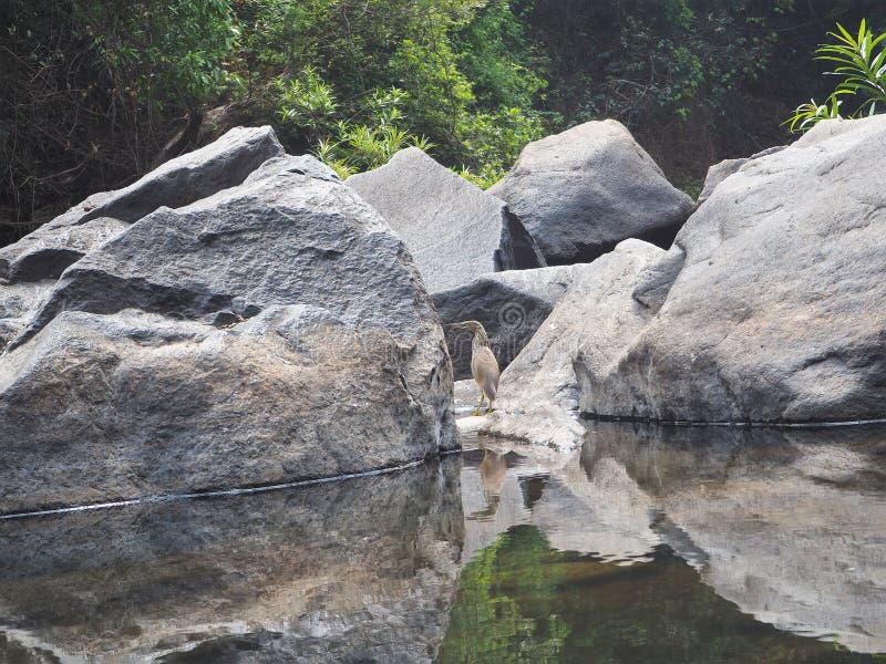 Granite Stones on the River at the Bottom of the Waterfall and a Bird ...