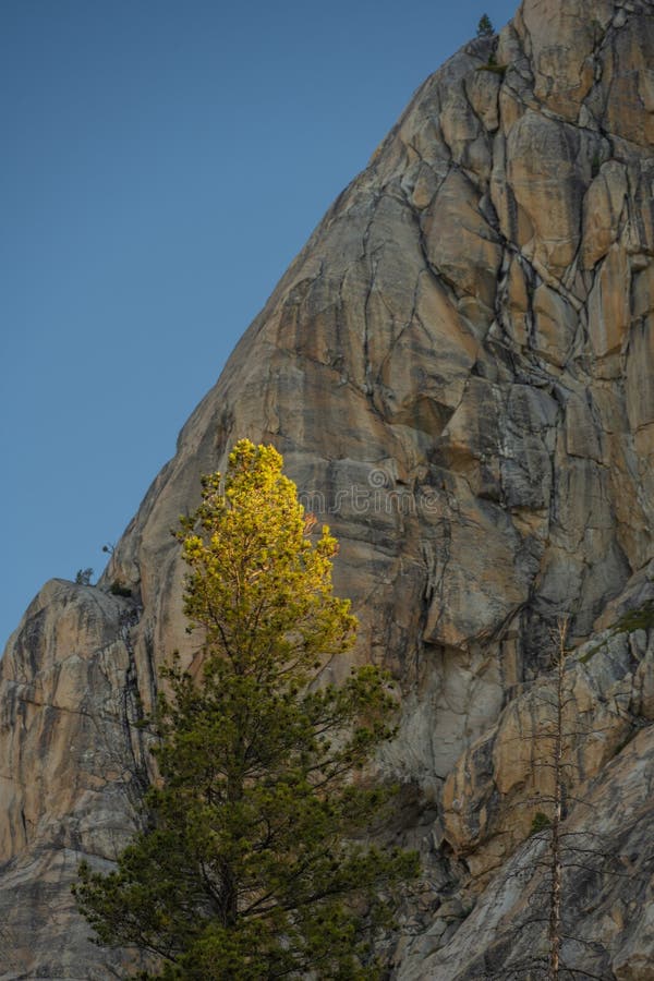 Granite Wall in Shadow Stands in Front of Pine Tree Catching Morning ...