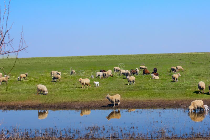 Granja Animal De La Hierba De Las Ovejas Imagen de archivo - Imagen de ...