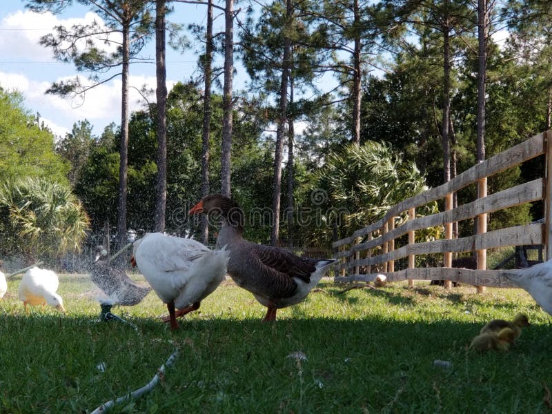 Granja De Gallinas De Primavera Granjas De Pastoreo Libre Imagen de ...