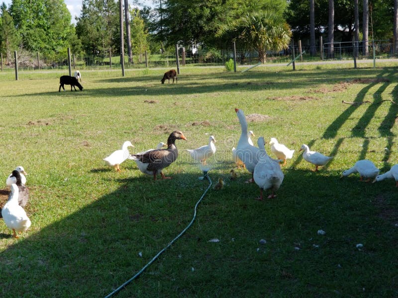 Granja De Gallinas De Primavera Granjas De Pastoreo Libre Foto de ...