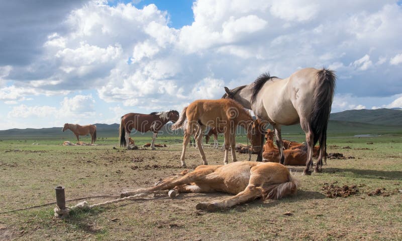 Granja de Koumiss foto de archivo. Imagen de potra, kazakh - 83634894