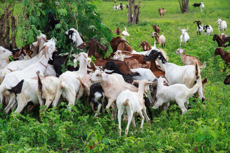 Cabras De Cachemira De La Granja India De La Montaña Imagen de archivo ...