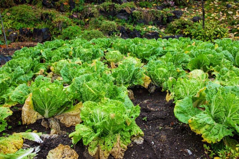 Granja De La Lechuga O De La Col De China Foto de archivo - Imagen de ...