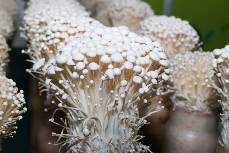 Granja de la seta de Enoki foto de archivo. Imagen de salud - 59058700