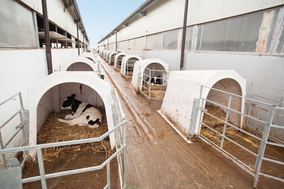 Granja de la vaca imagen de archivo. Imagen de existencias - 22797287