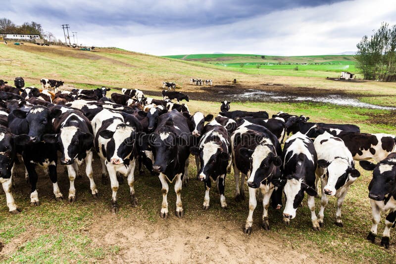 Granja de la vaca foto de archivo. Imagen de agricultura - 58206902