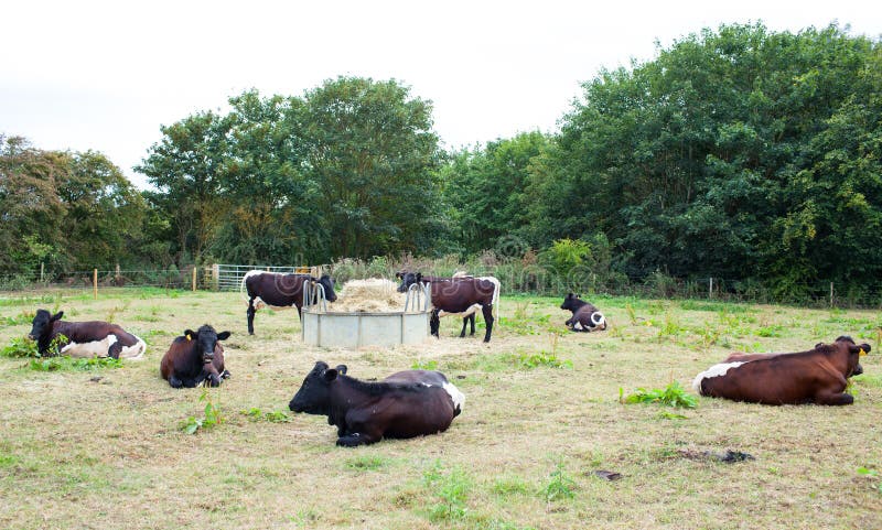 Granja de la vaca foto de archivo. Imagen de vaca, moho - 69153062
