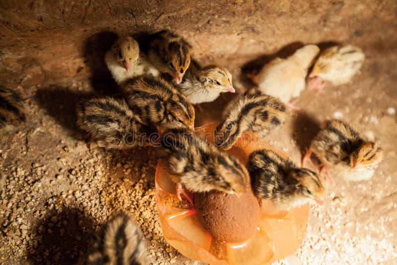 Granja De Las Codornices Del Bebé Foto de archivo - Imagen de animal ...