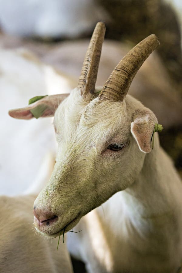 Granja De Leche De Cabras Curiosas Foto de archivo - Imagen de comer ...