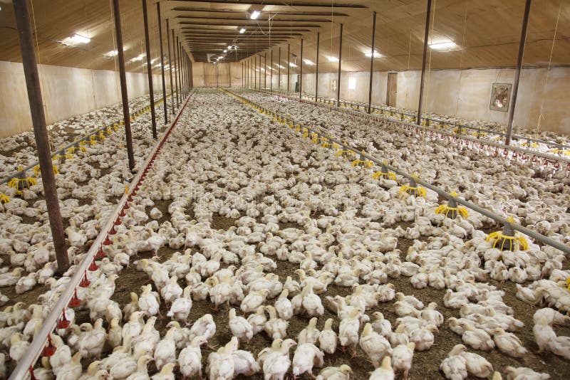 Granja de pollo imagen de archivo. Imagen de grupo, animales - 101024665