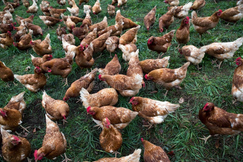 Granja de pollo foto de archivo. Imagen de granja, huevos - 120744602