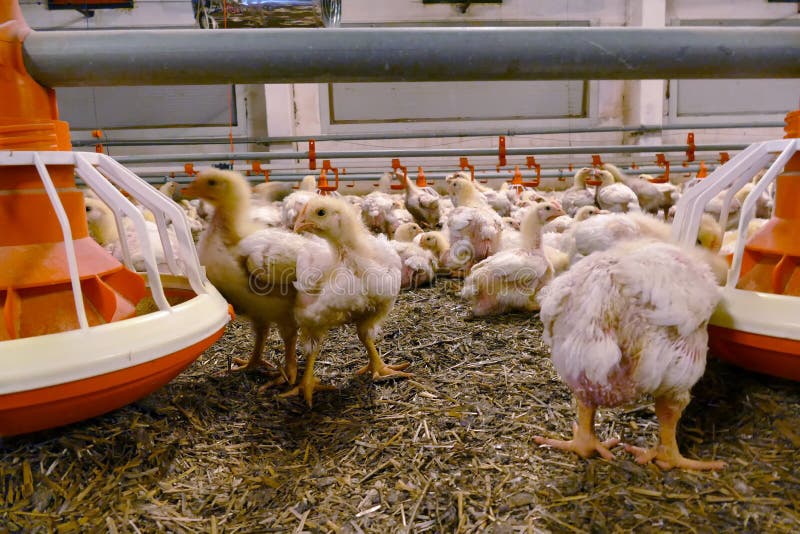 Pollos En Las Manos Del Granjero Imagen de archivo - Imagen de cuidado ...