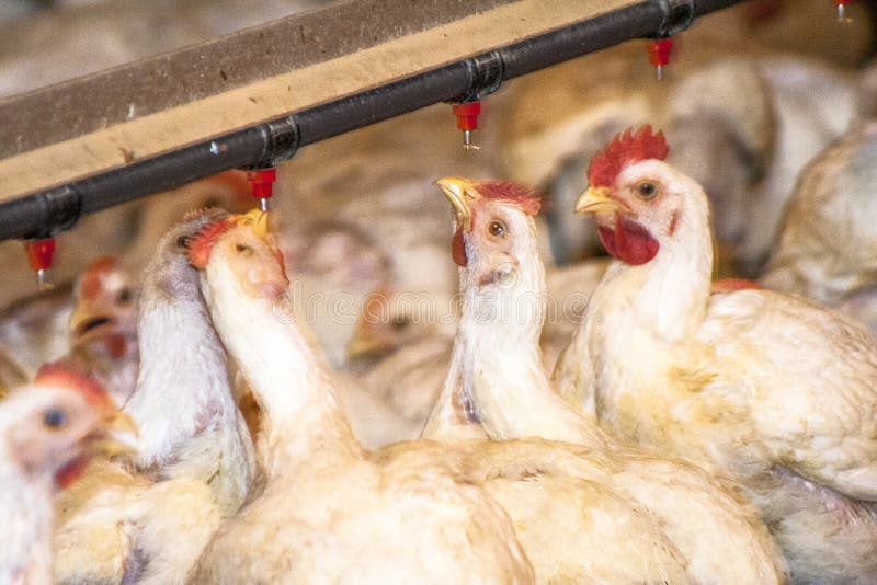 Granja de pollo imagen de archivo. Imagen de equipo, polluelo - 64142459