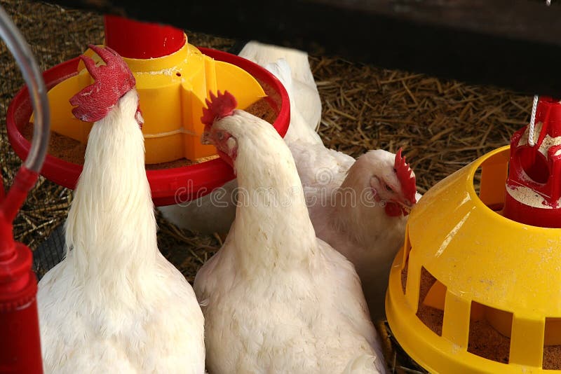 Granja de pollo imagen de archivo. Imagen de alimento - 9909205