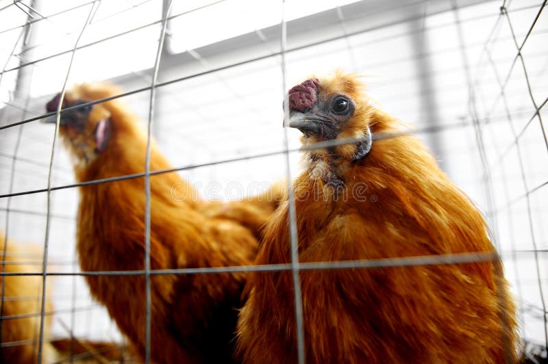 Granja de pollo japonesa imagen de archivo. Imagen de negocios - 35963977