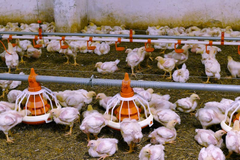 Granja de pollos moderna imagen de archivo. Imagen de manos - 132676091
