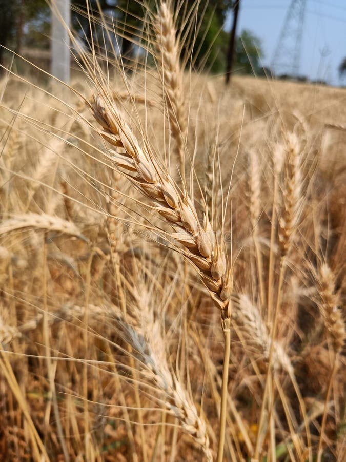 Granja De Trigo En Las Orejas De Trigo En La India Imagen de archivo ...