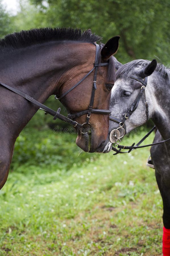 Los Caballos Flacos En Luz De La Cerca Y Del Sol Imagen de archivo ...