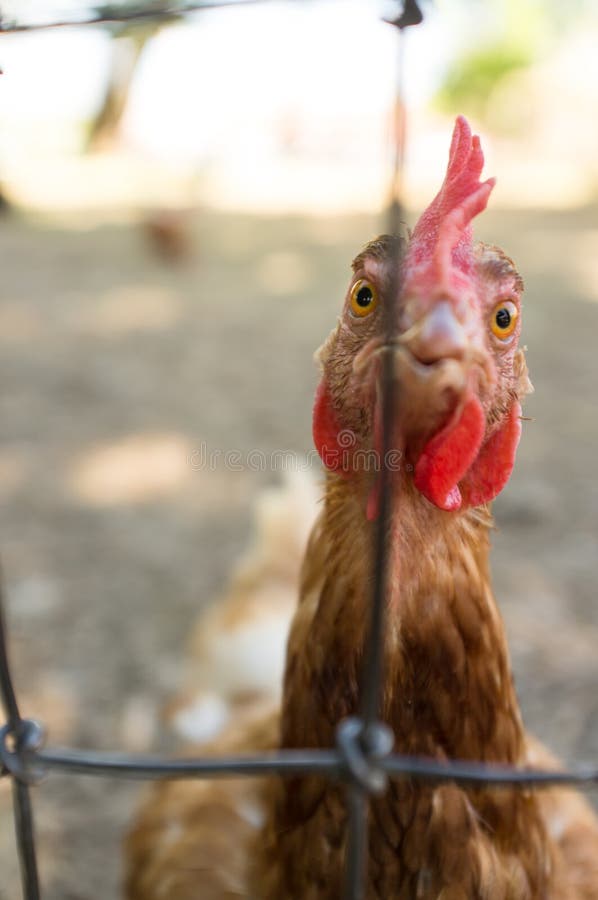 Gallo Feo Fotos de stock - Fotos libres de regalías de Dreamstime