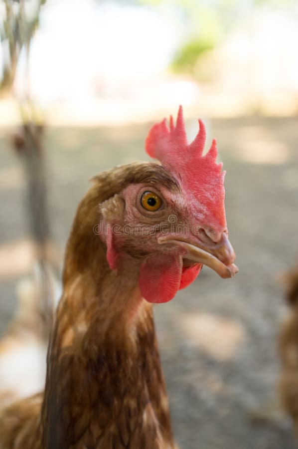 Gallo Feo Fotos de stock - Fotos libres de regalías de Dreamstime