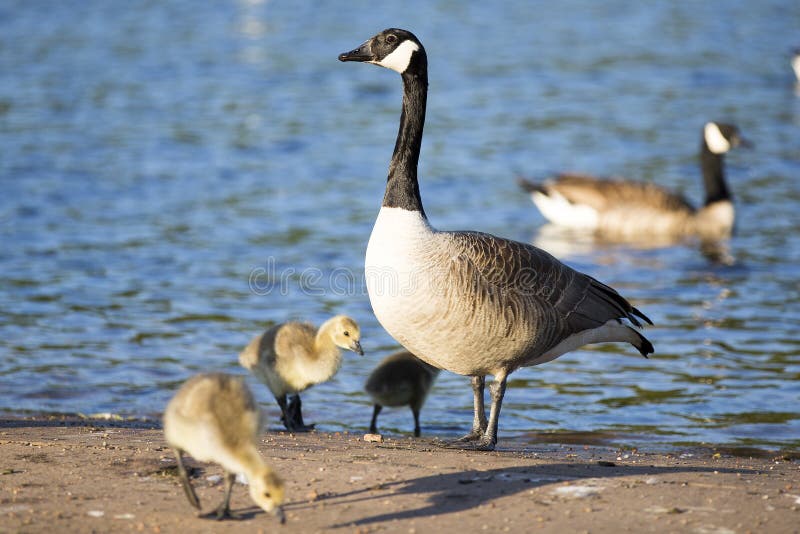 Granja del lago bird foto de archivo. Imagen de pesca - 113184476