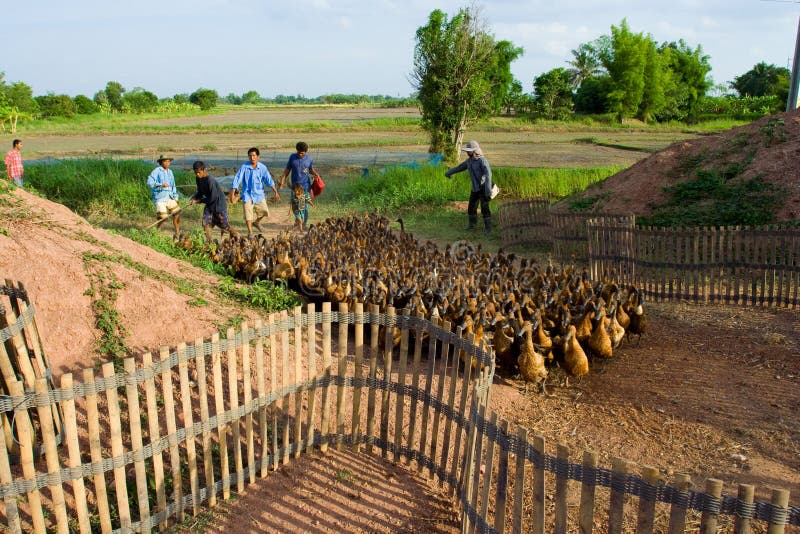 Granja del pato imagen de archivo editorial. Imagen de cerca - 19552434