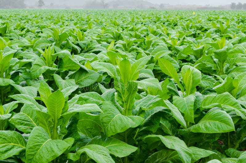 Plantas de tabaco foto de archivo. Imagen de asoleado - 1061834