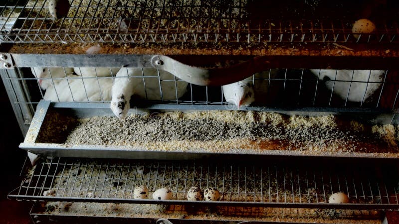 Granja Que Cría Las Codornices Y Los Huevos De Codornices Foto de ...