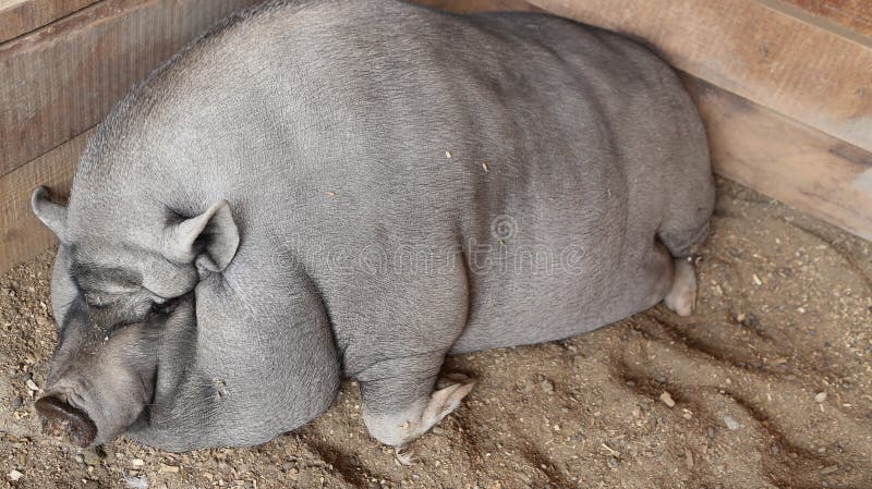 Granja Y Zoo-granja Barrigones De Cerdo Imagen de archivo - Imagen de ...