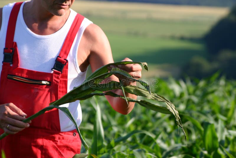 Granjero imagen de archivo. Imagen de color, rojo, trigo - 652247