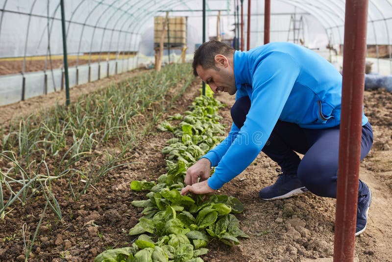 Granjero Que Cosecha Espinaca Imagen de archivo - Imagen de alimento ...
