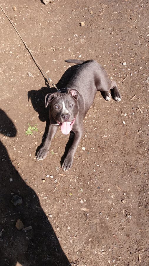 385 Granny Dog Stock Photos - Free & Royalty-Free Stock Photos from ...