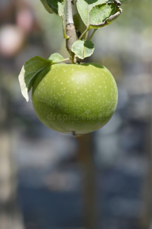 Granny Smith apple stock photo. Image of apple, smith - 326755530