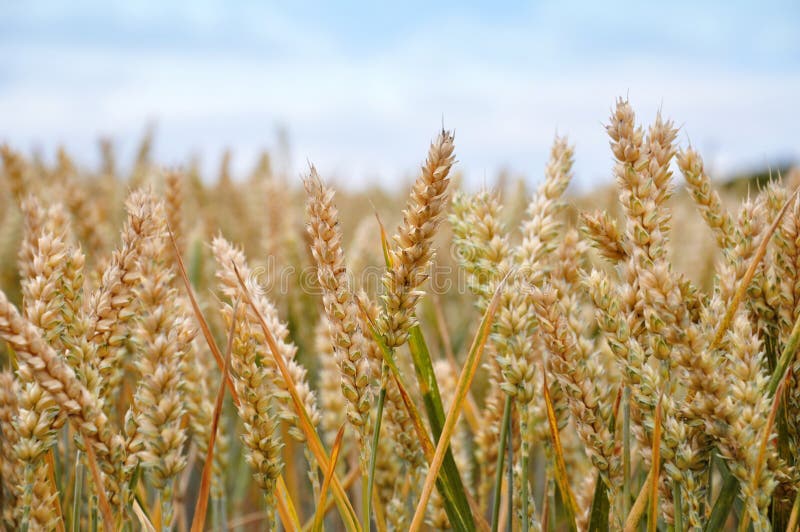 Pianta Di Fioritura Del Plantano Con La Foglia Verde Plantano a Foglia ...