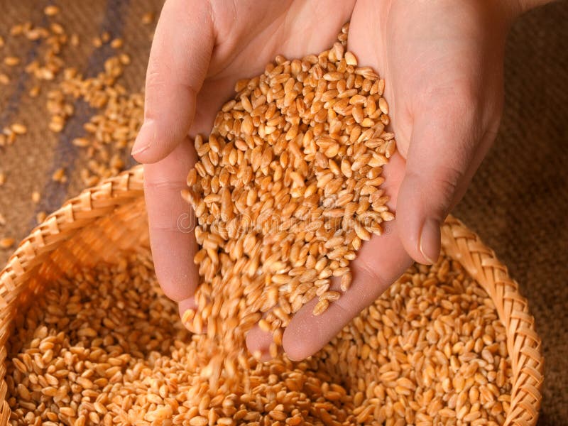 Grano foto de archivo. Imagen de colorido, aislado, trigo - 48848864