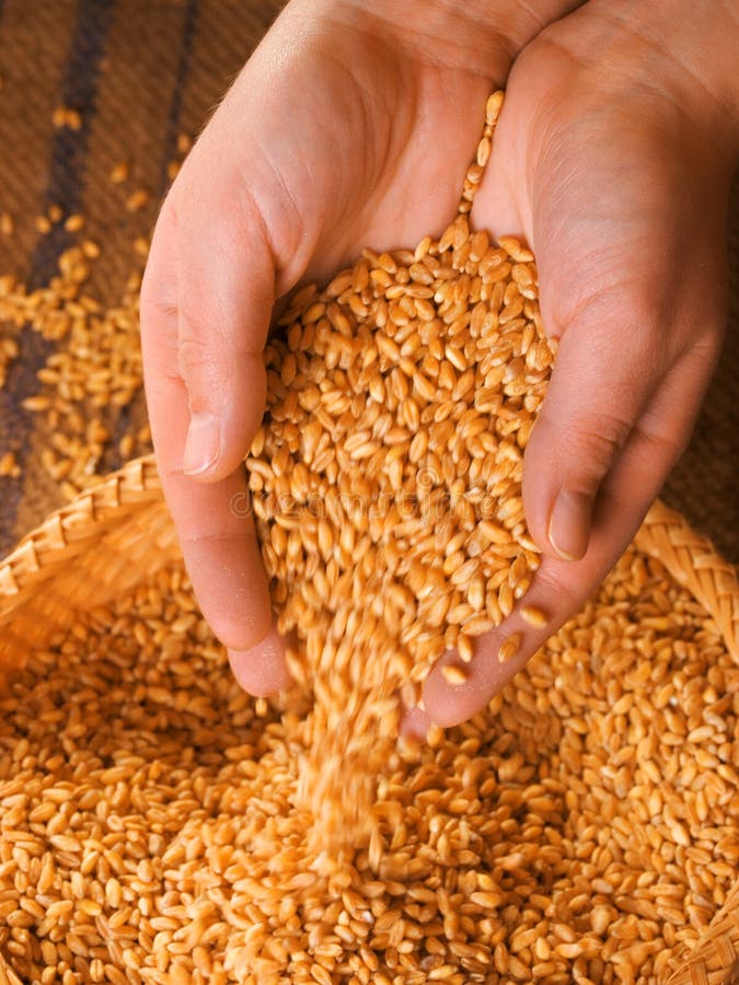 Grano foto de archivo. Imagen de corte, foreground, humano - 48848864