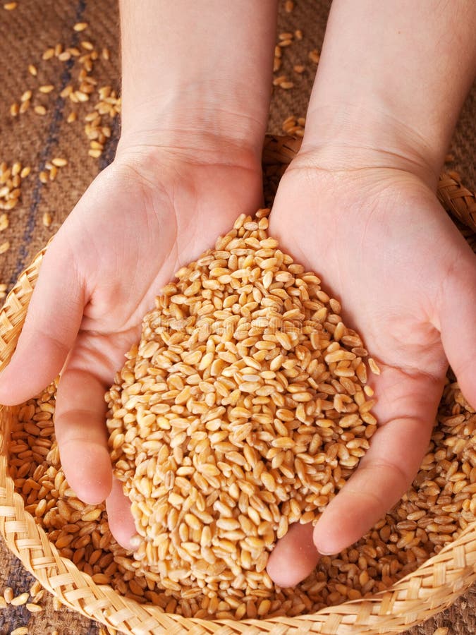 Grano foto de archivo. Imagen de colorido, aislado, trigo - 48848864