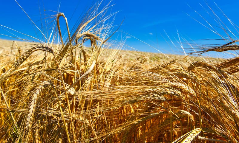 Grano immagine stock. Immagine di campagna, cielo, raccolto - 62552621