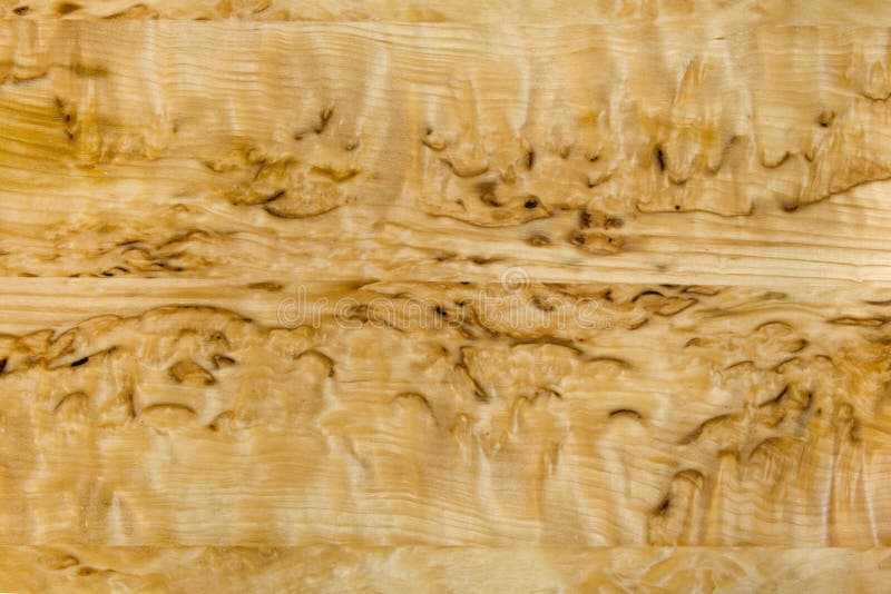 Madera de abedul imagen de archivo. Imagen de fondo - 100486587