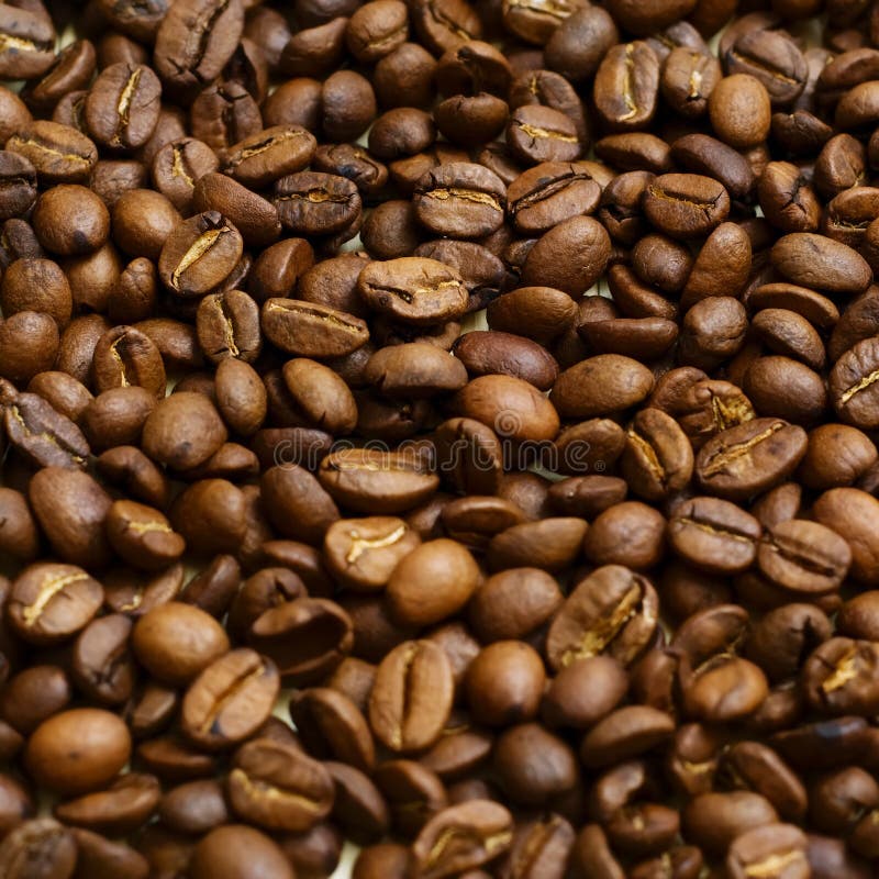 Grano de café. foto de archivo. Imagen de agricultura - 4443936