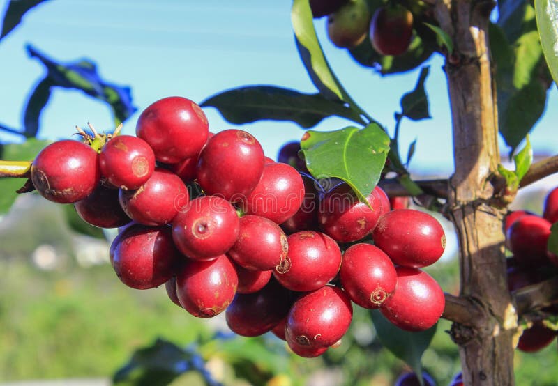 Flor Del Cafeto Con La Flor Blanca Del Color Foto de archivo - Imagen ...