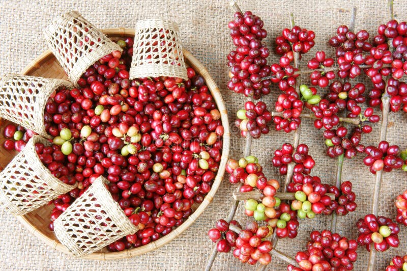 Grano de café fresco rojo imagen de archivo. Imagen de concepto - 47644925