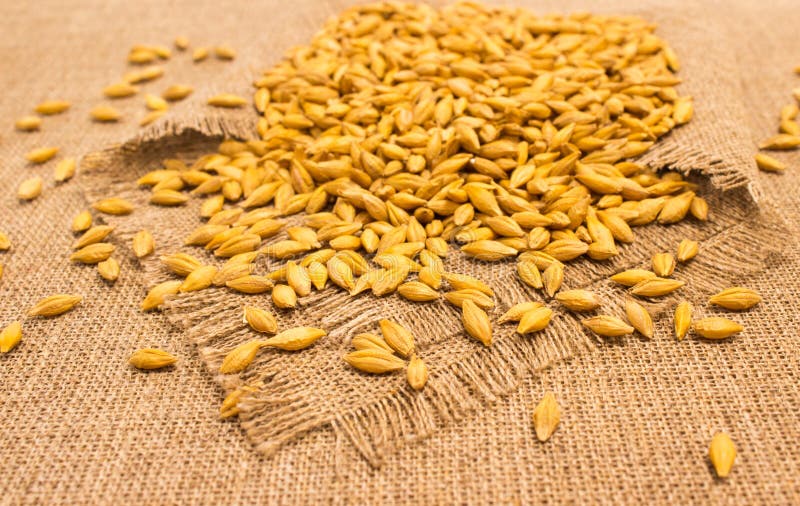 Grano De La Cebada En Una Lona Imagen de archivo - Imagen de ...