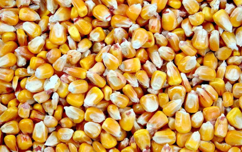 Grano de Mais foto de archivo. Imagen de amarillo, macro - 24688314